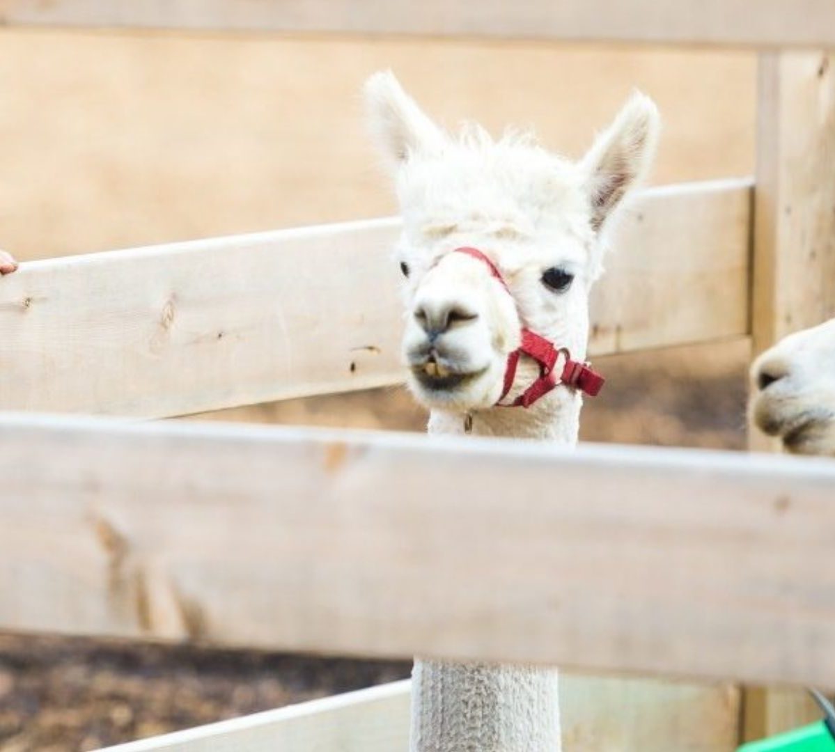 Turoe Pet Farm | 4* Oranmore Lodge Hotel | Activities Galway